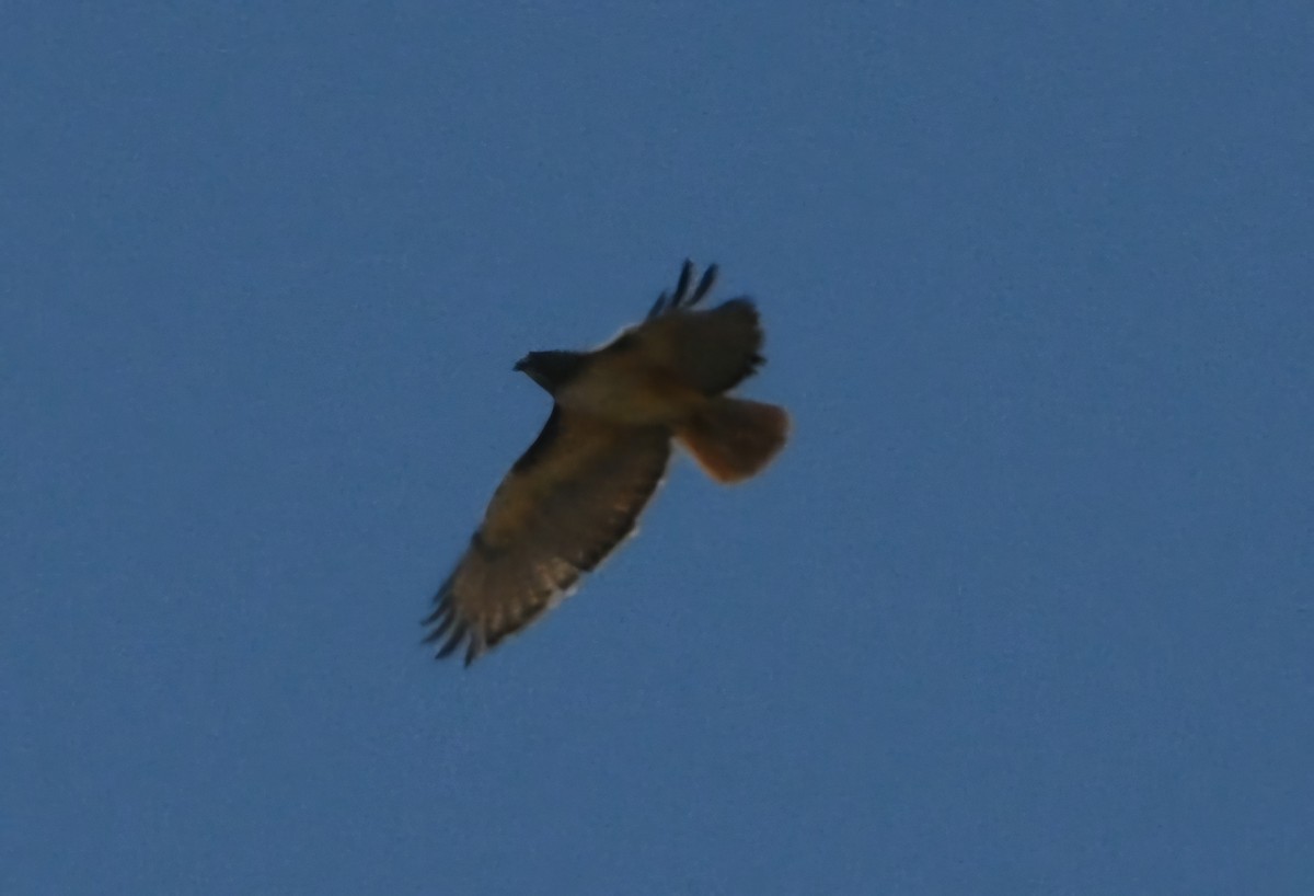 eBird Checklist - 11 Apr 2024 - Big Bend NP--Ward Spring Trail - 10 species