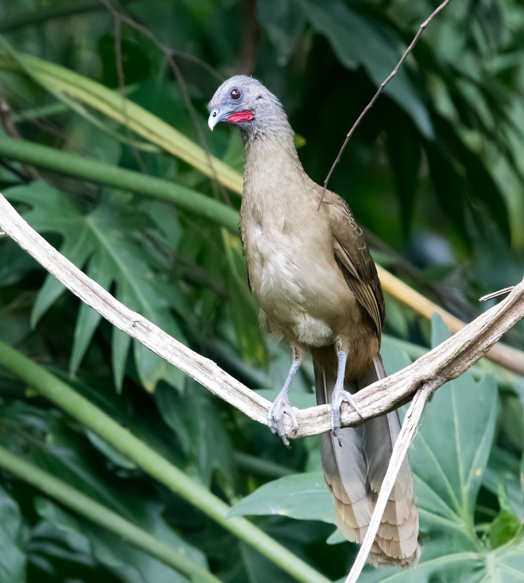 eBird Checklist - 12 Apr 2024 - Mountain Pine Ridge--Blancaneaux Lodge ...