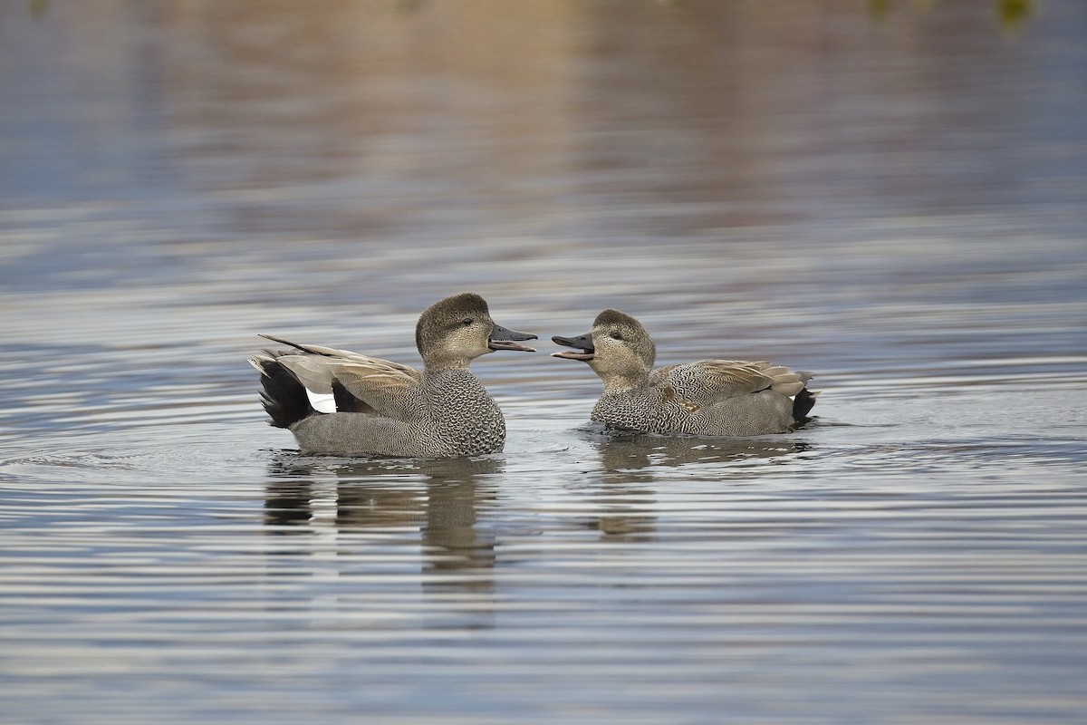 eBird Checklist - 12 Apr 2024 - ƛ̓éxətəm Regional Park (Colony Farm ...