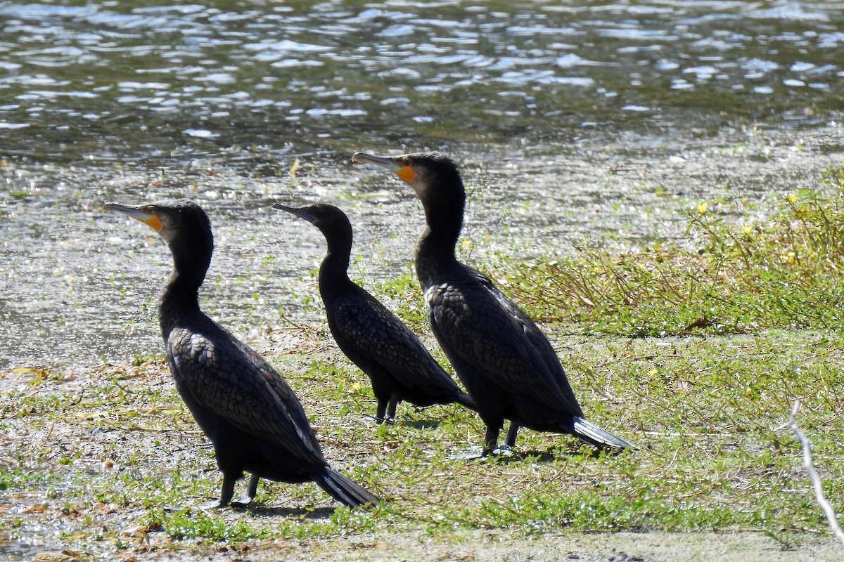 eBird Australia Checklist - 13 Apr 2024 - Lake and Copes Creek, Tingha ...