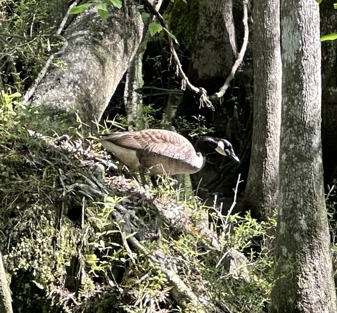 eBird Checklist - 12 Apr 2024 - Francis Beidler Forest Audubon Center & Sanctuary - 18 species