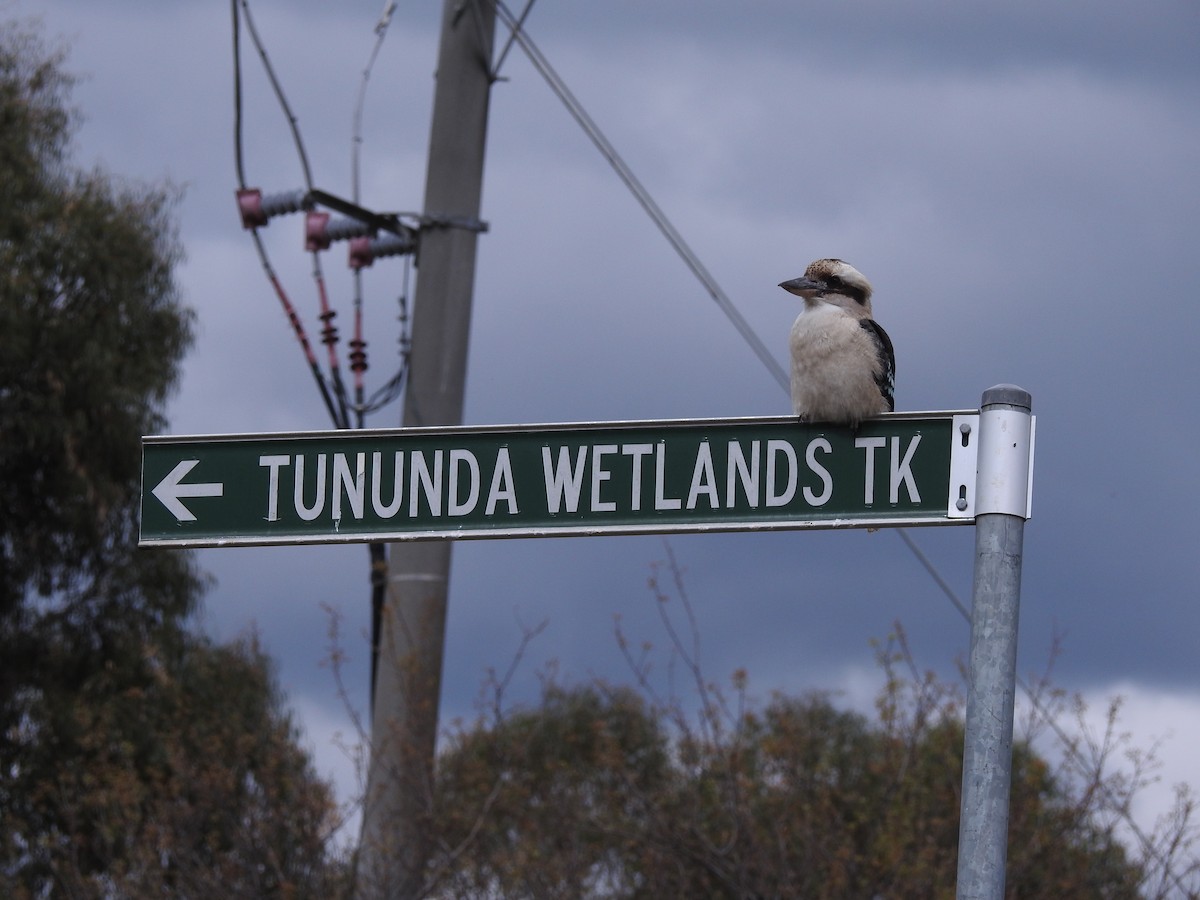 eBird Checklist - 13 Apr 2024 - Tanunda Wetlands - 8 species