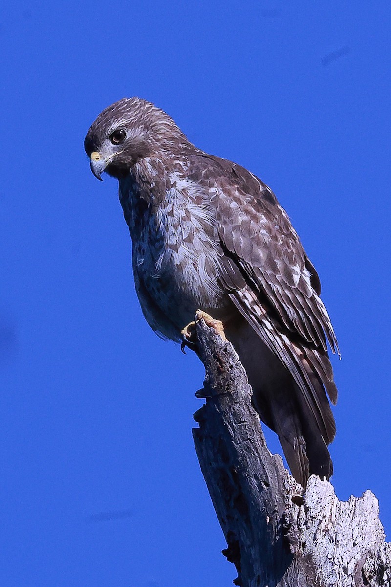 eBird Checklist - 13 Apr 2024 - Margaret Buschman Park - 24 species