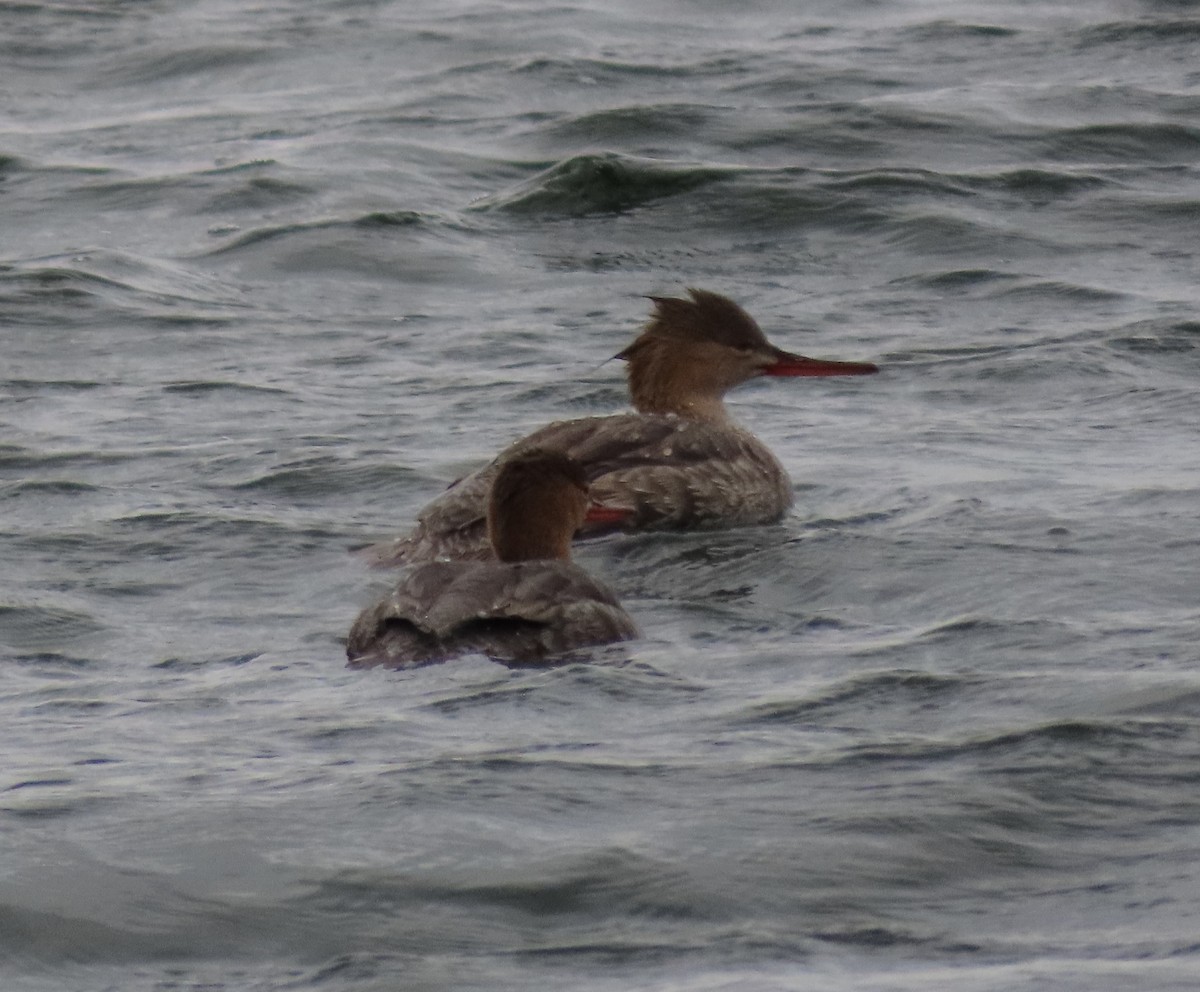 Pennsylvania Bird Atlas Checklist - 13 Apr 2024 - Beltzville SP--Day Use Area - 13 species