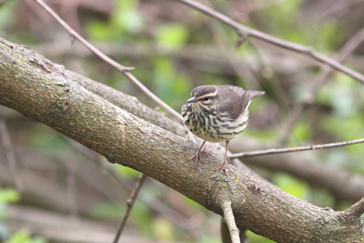 eBird Checklist - 13 Apr 2024 - Palmyra Cove Nature Park - 65 species
