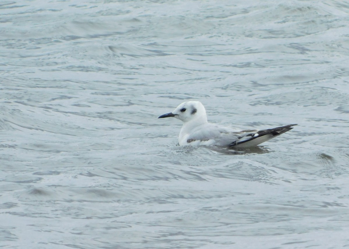 eBird Checklist - 13 Apr 2024 - Round Valley Recreation Area - 30 species