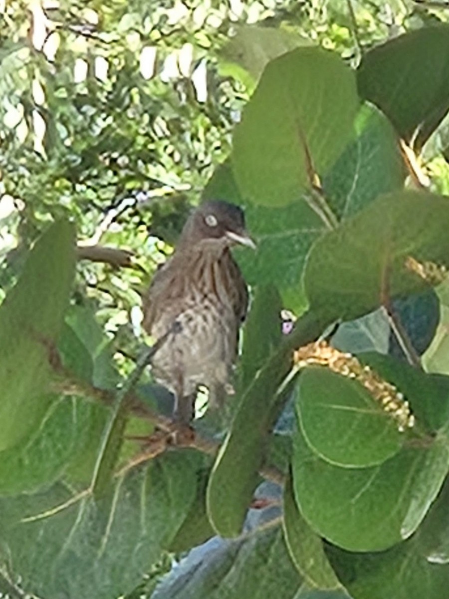 eBird Checklist - 4 Apr 2024 - Virgin Islands (British) - 2 species