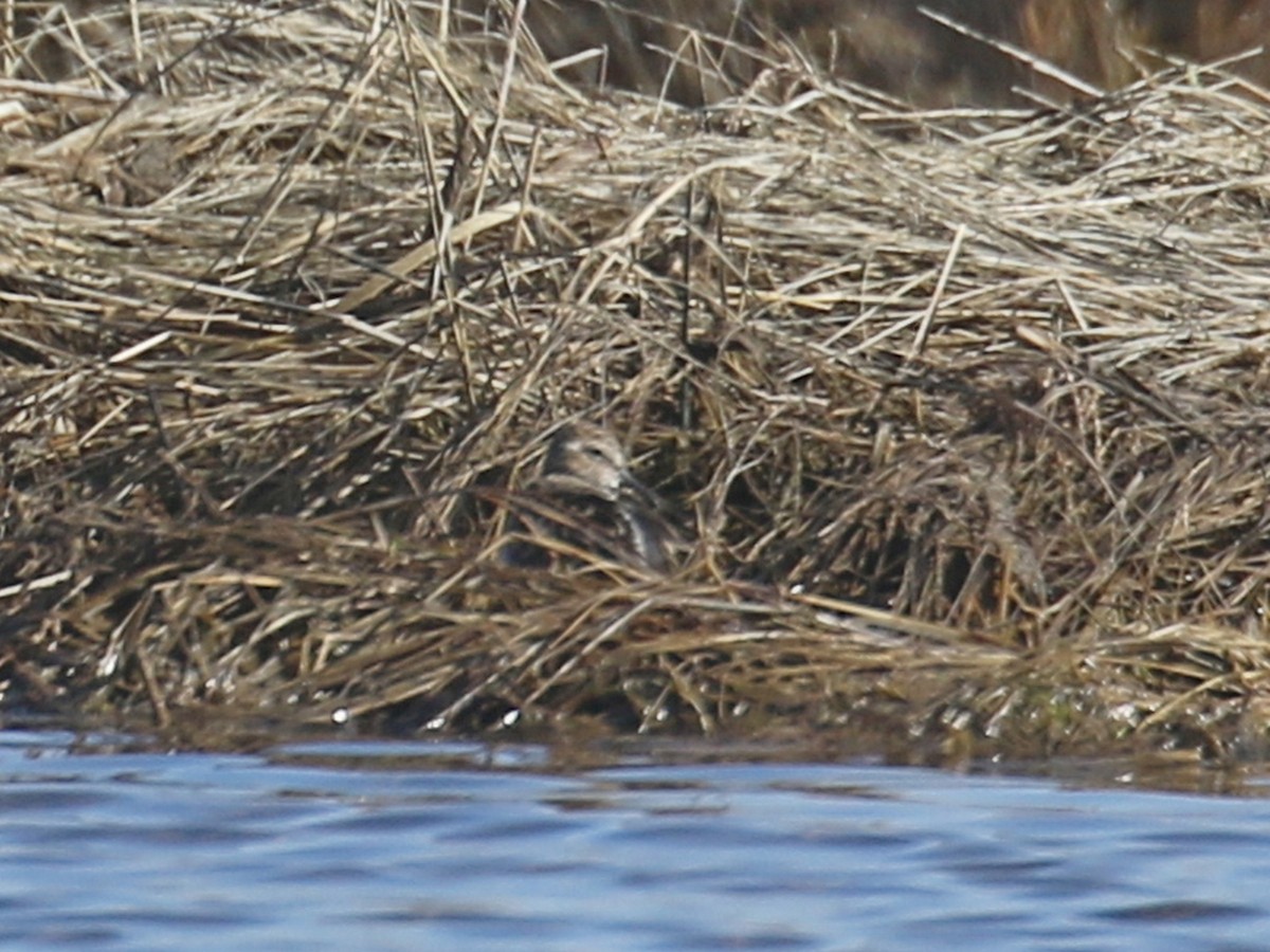 eBird Checklist - 13 Apr 2024 - Hampton Salt Marsh Conservation Area ...