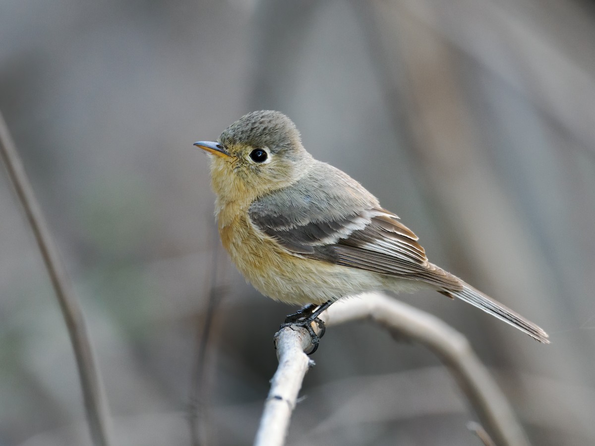 eBird Checklist - 13 Apr 2024 - Miller Canyon Trail - 40 species