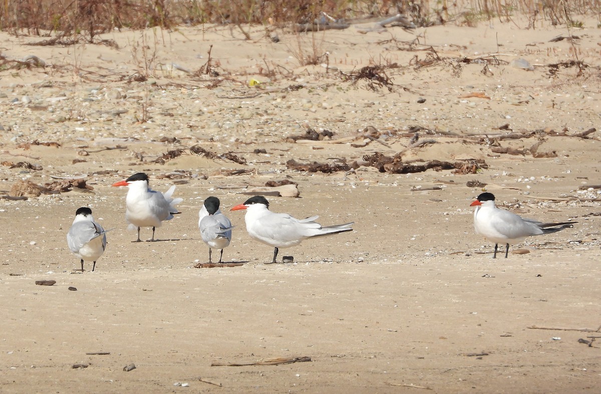 eBird Checklist - 13 Apr 2024 - New Buffalo beach and marina - 9 species