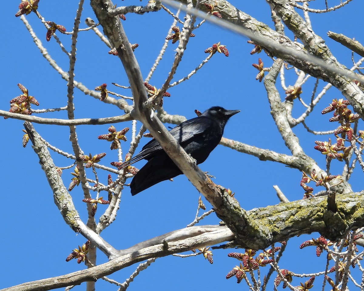 eBird Checklist - 13 Apr 2024 - 6500–6580 W Central Dr, Three Oaks US ...