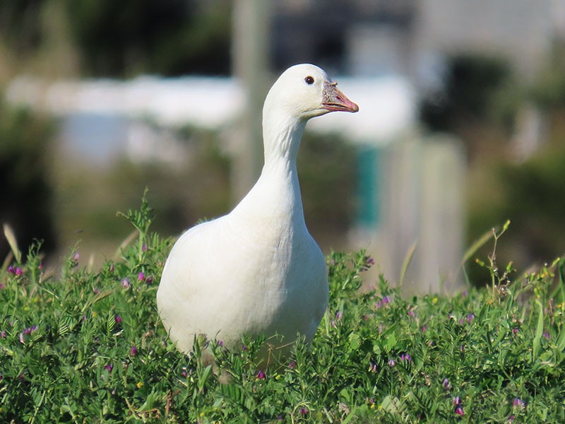 North Carolina Bird Atlas Checklist - 13 Apr 2024 - South End of ...