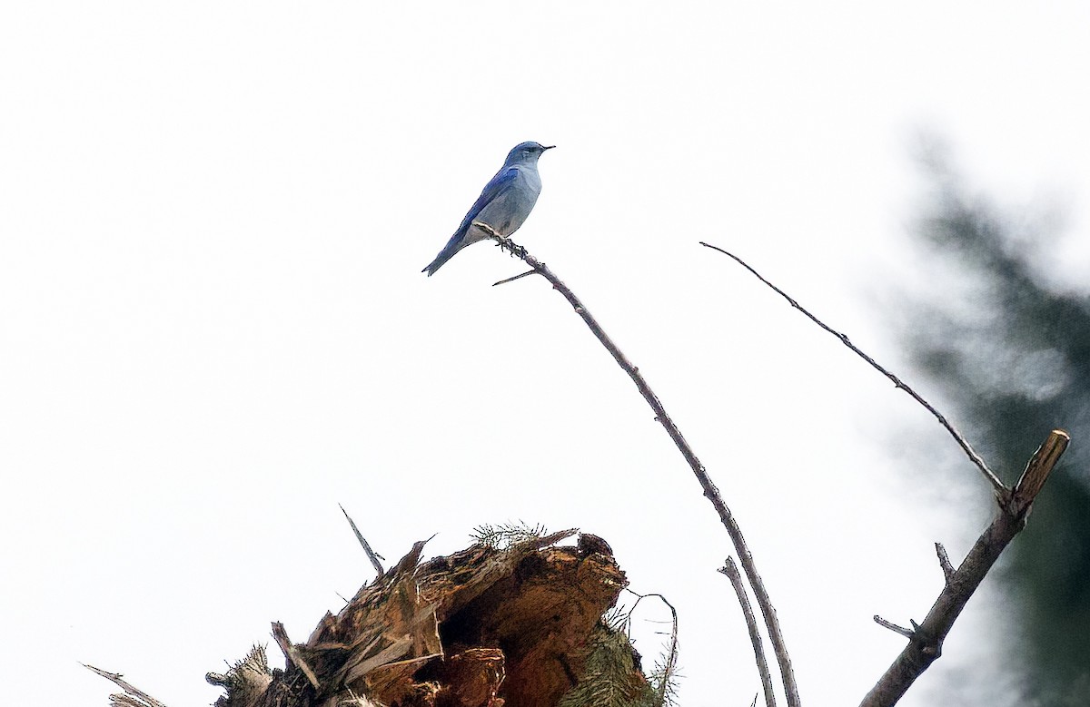eBird Checklist - 13 Apr 2024 - Larch Mountain--Spring Migration ...