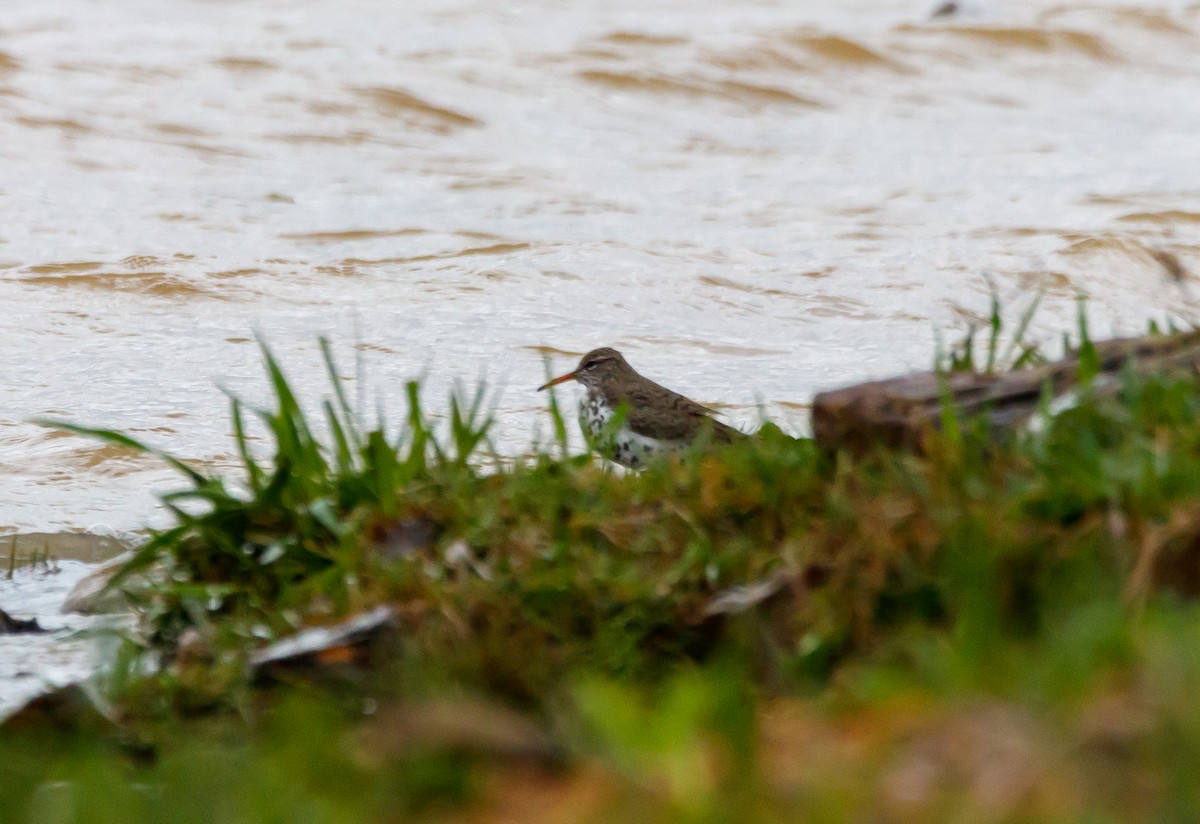 eBird Checklist - 12 Apr 2024 - Bald Eagle SP--Foster Joseph Sayers Dam ...