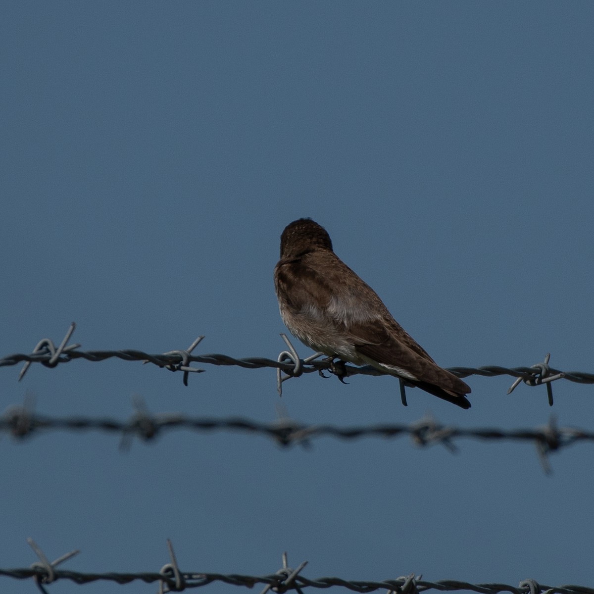 eBird Checklist - 13 Apr 2024 - Lewisville Lake Environmental Learning ...