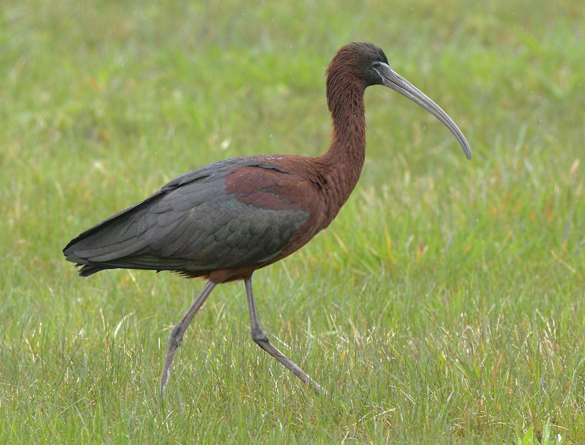 eBird Checklist - 13 Apr 2024 - Silver Sands SP - 10 species (+1 other taxa)
