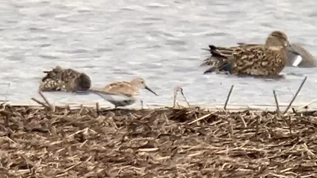 New York Breeding Bird Atlas Checklist - 13 Apr 2024 - Wallkill River ...