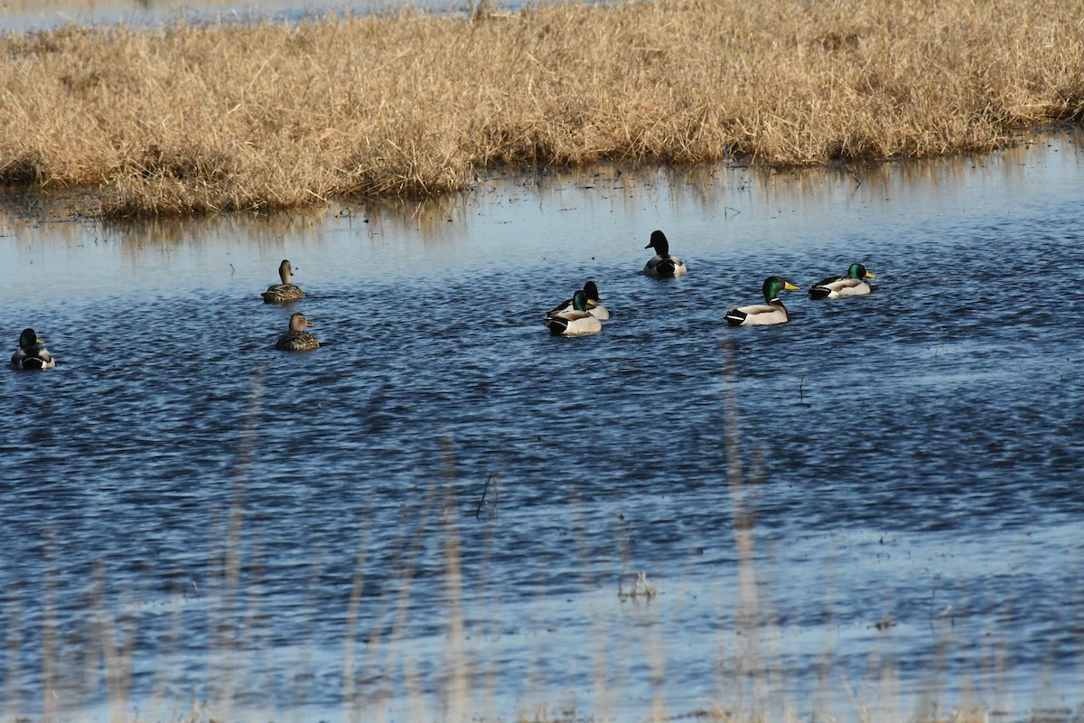eBird Checklist - 12 Apr 2024 - Crex Meadows SWA - 26 species