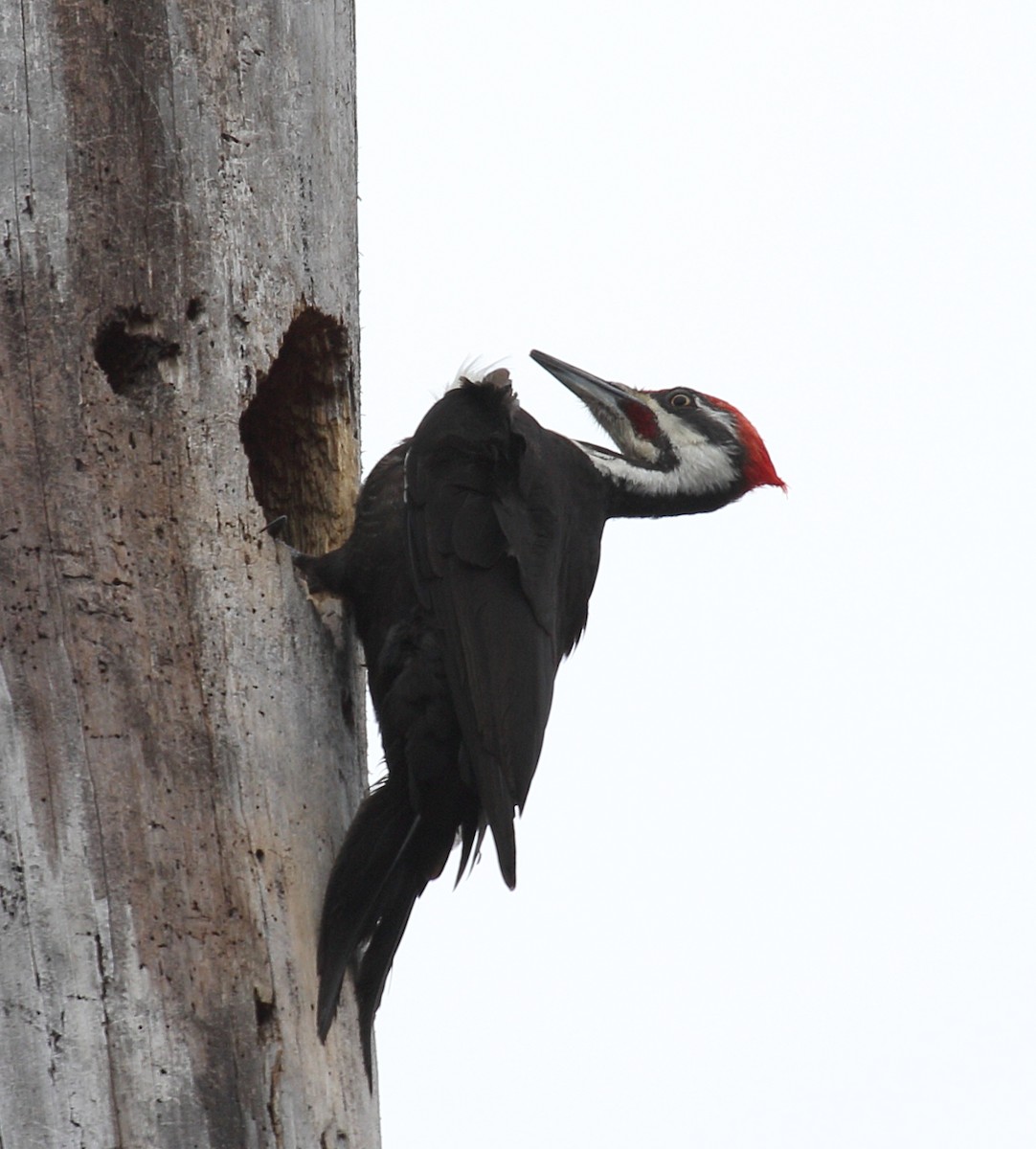 ML617333983 - Pileated Woodpecker - Macaulay Library