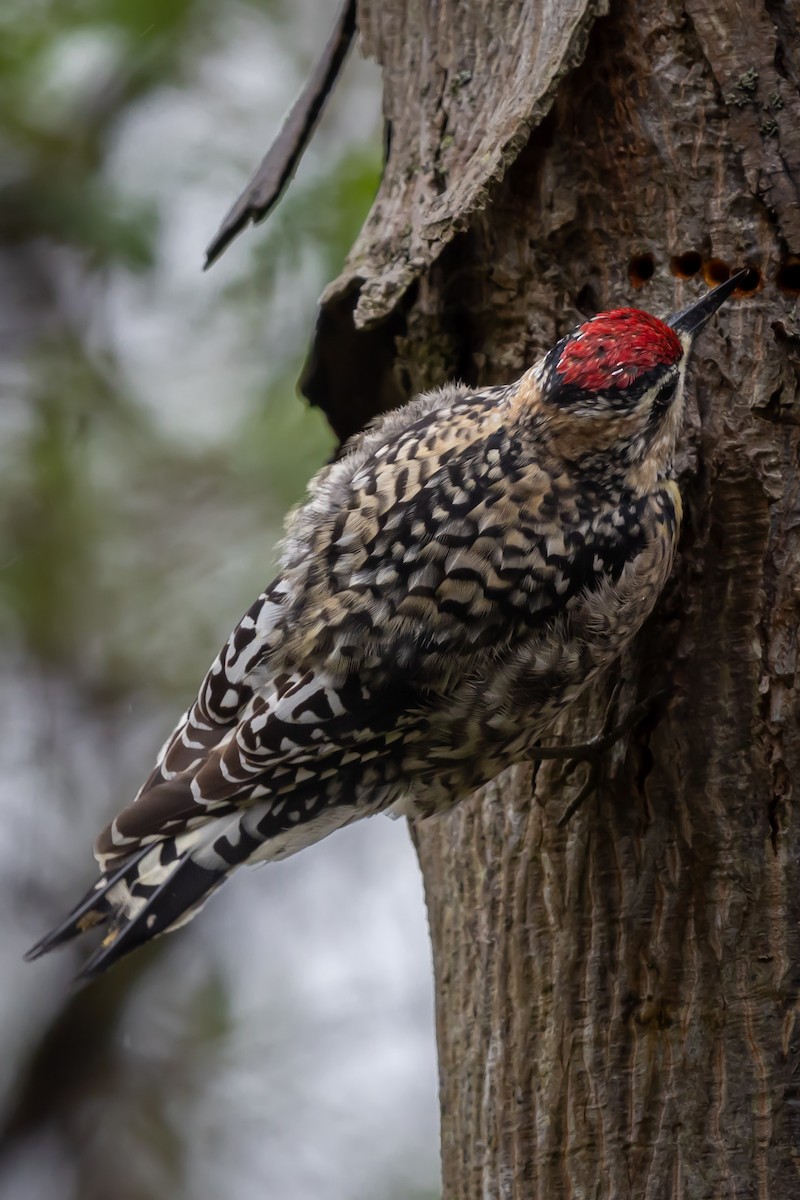 eBird Checklist - 12 Apr 2024 - Perry State Forest - 9 species