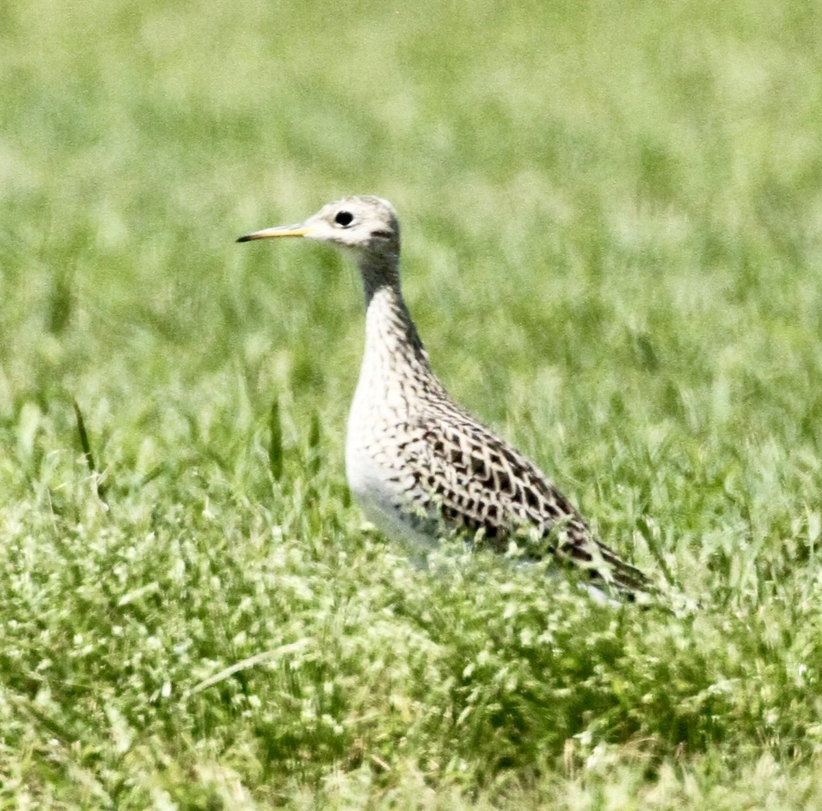 eBird Checklist - 12 Apr 2024 - Jefferson Davis Par. Landfill environs ...