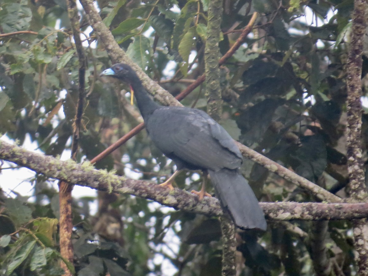 Wattled Guan - Aburria aburri - Media Search - Macaulay Library and eBird