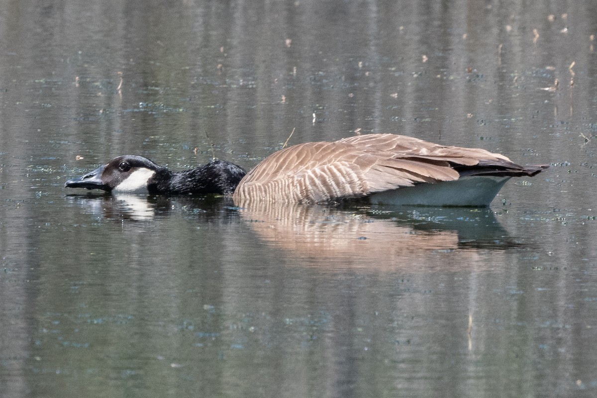eBird Checklist - 13 Apr 2024 - Kyker Bottoms Refuge - 48 species