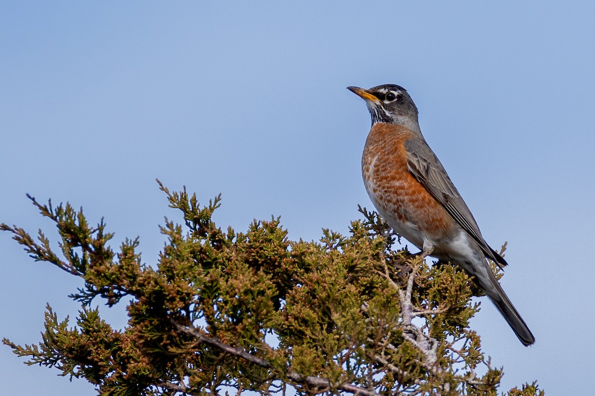 eBird Checklist - 13 Apr 2024 - 1420 North 90th Road, Wood River ...