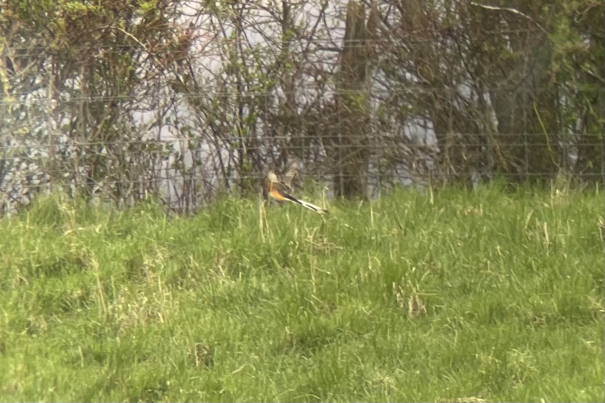 Pennsylvania Bird Atlas Checklist - 13 Apr 2024 - stakeout Scissor-tailed Flycatcher, Free ...