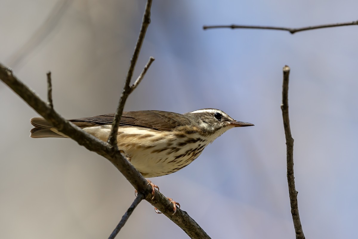 eBird Checklist - 13 Apr 2024 - Perry State Forest - 13 species (+1 ...