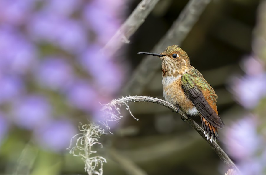 Colibrí rufo/de Allen - eBird