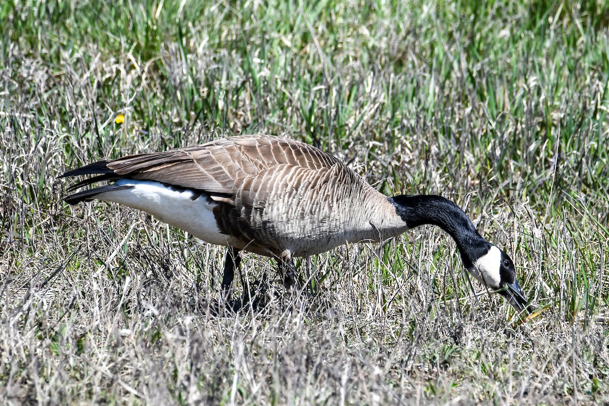 eBird Checklist - 13 Apr 2024 - Cone Marsh WMA - 67 species