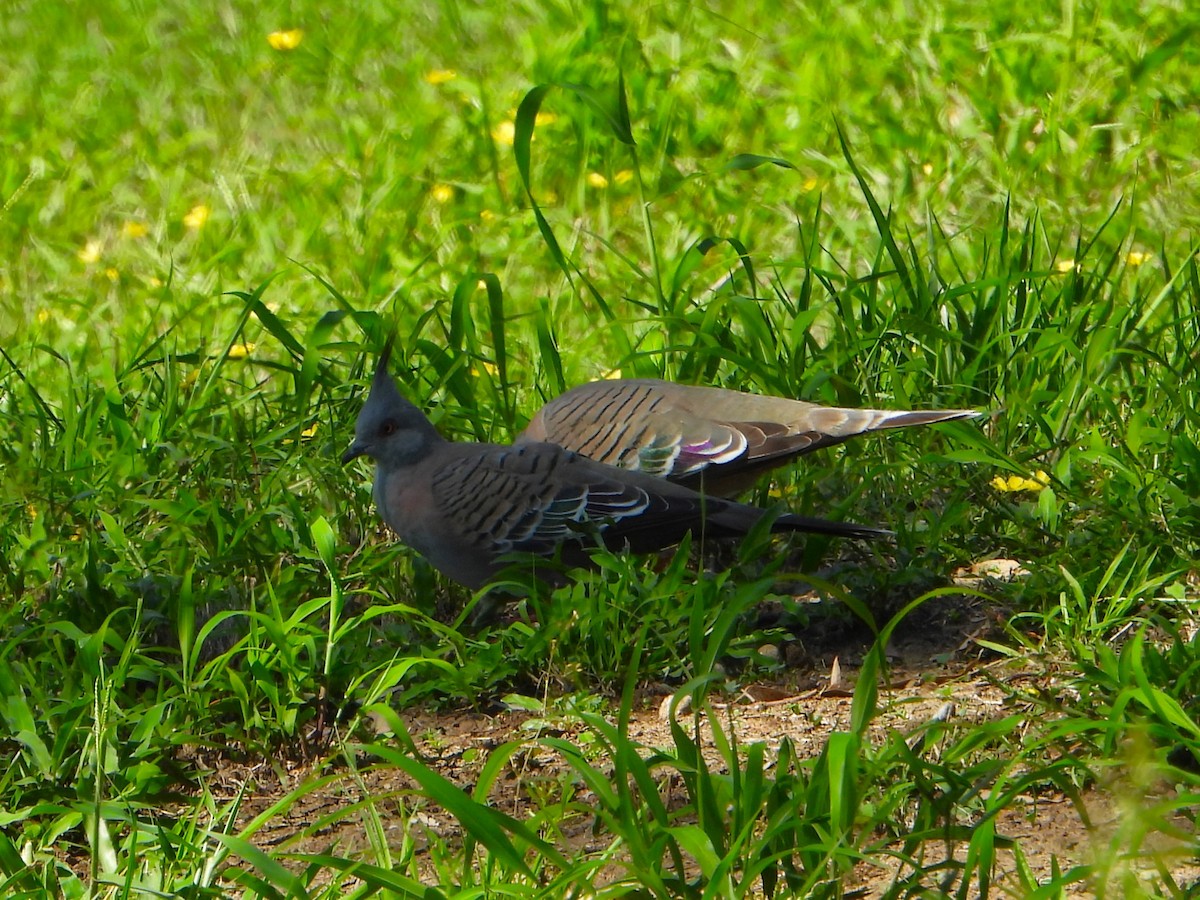 eBird Checklist - 14 Apr 2024 - Mehi River at end of Carbeen St - 23 ...