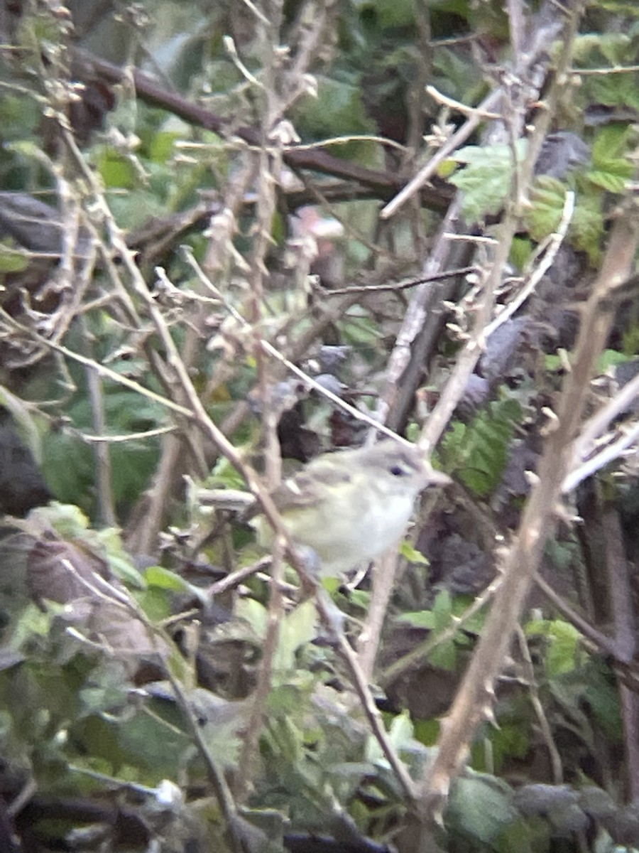 eBird Checklist - 13 Apr 2024 - Arcata Bottoms--Heindon Rd. - 6 species