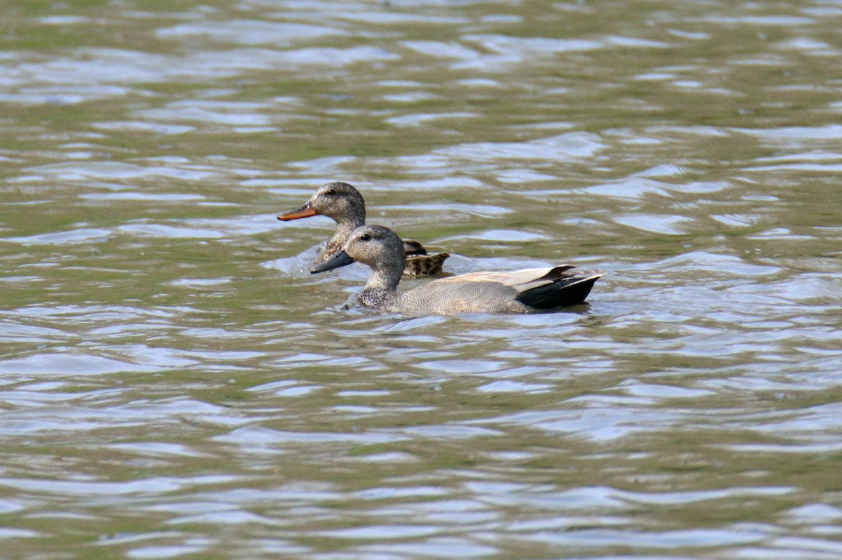 eBird Checklist - 11 Apr 2024 - Lake Decatur--Hot Water Ditch - 1 species