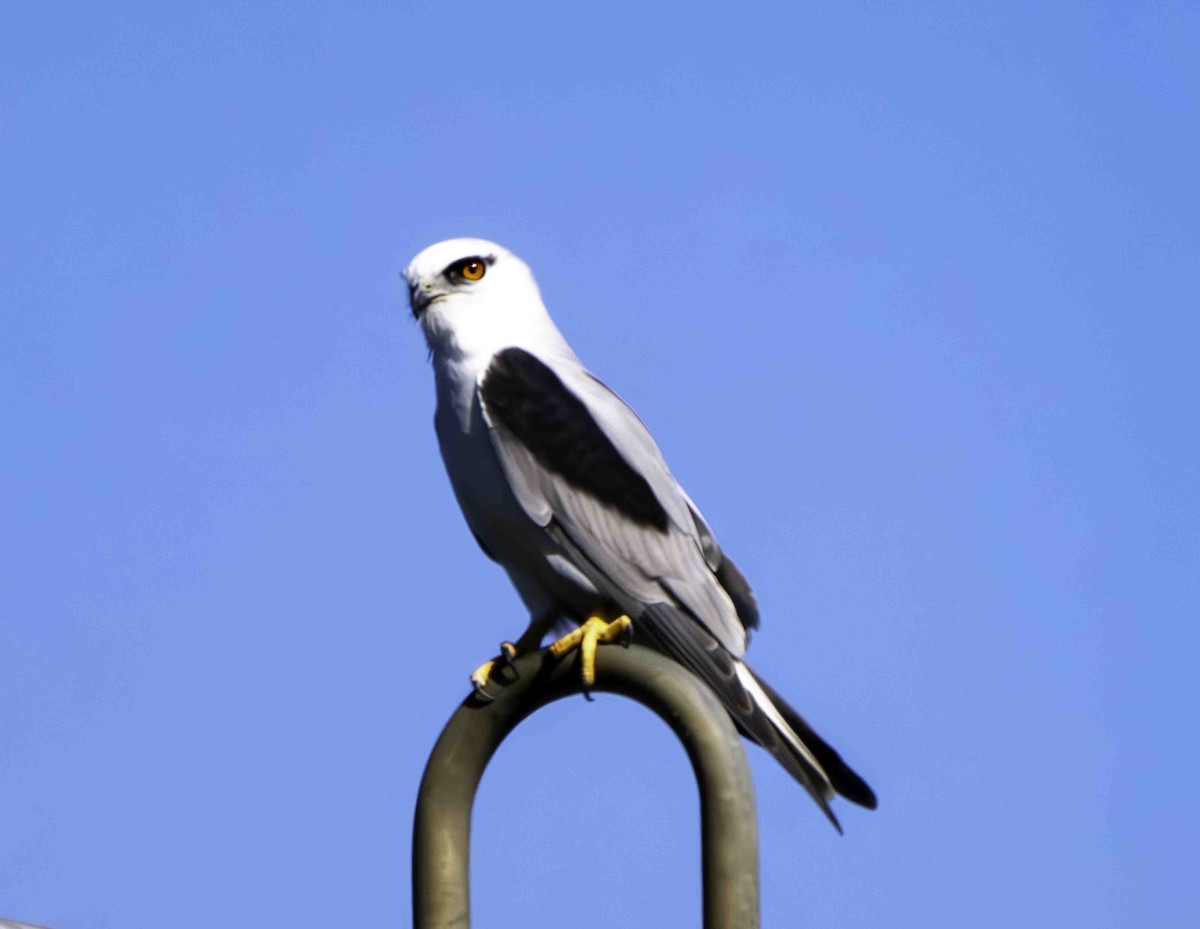 eBird Checklist - 24 Jun 2023 - 64 McLeod Road, Mutchilba, Queensland ...