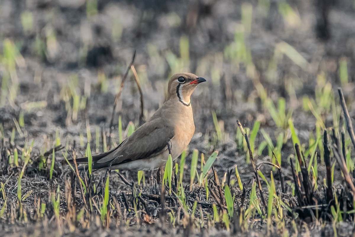 eBird Checklist - 14 Apr 2024 - King Quail Area - 15 species