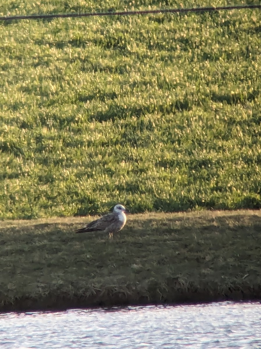 Pennsylvania Bird Atlas Checklist - 13 Apr 2024 - Empson Road Pond--Roadside Access Only - 6 ...