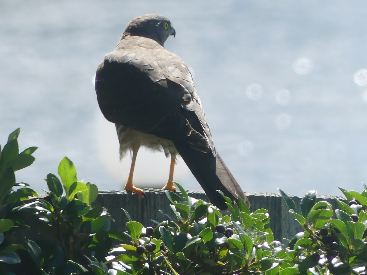 eBird Checklist - 14 Apr 2024 - 5 Castaway Court, Banksia Beach - 1 species