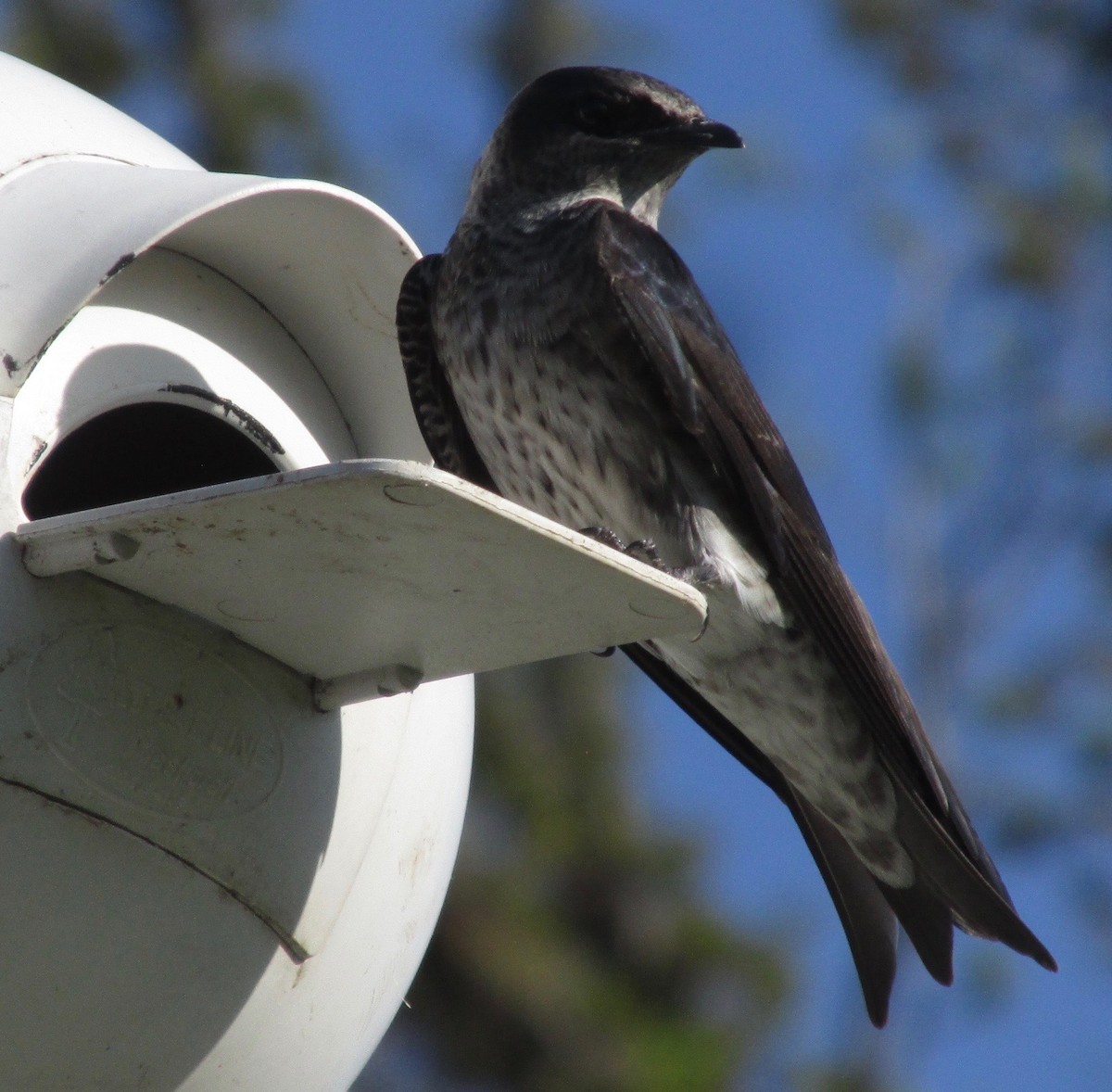 eBird Checklist - 14 Apr 2024 - Frank Lyne's Farm (Private) stakeout ...