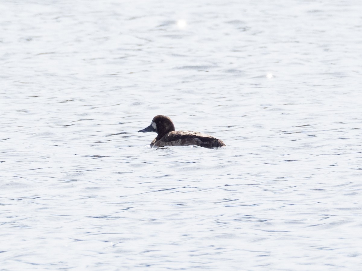Pennsylvania Bird Atlas Checklist - 14 Apr 2024 - Lake Ariel (roadside access only) - 21 species