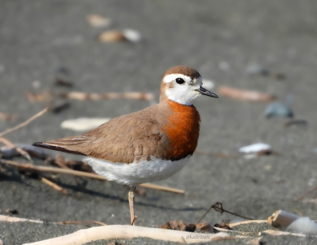 eBird Checklist - 14 Apr 2024 - Milleyha ve sahil şeridi - 69 species