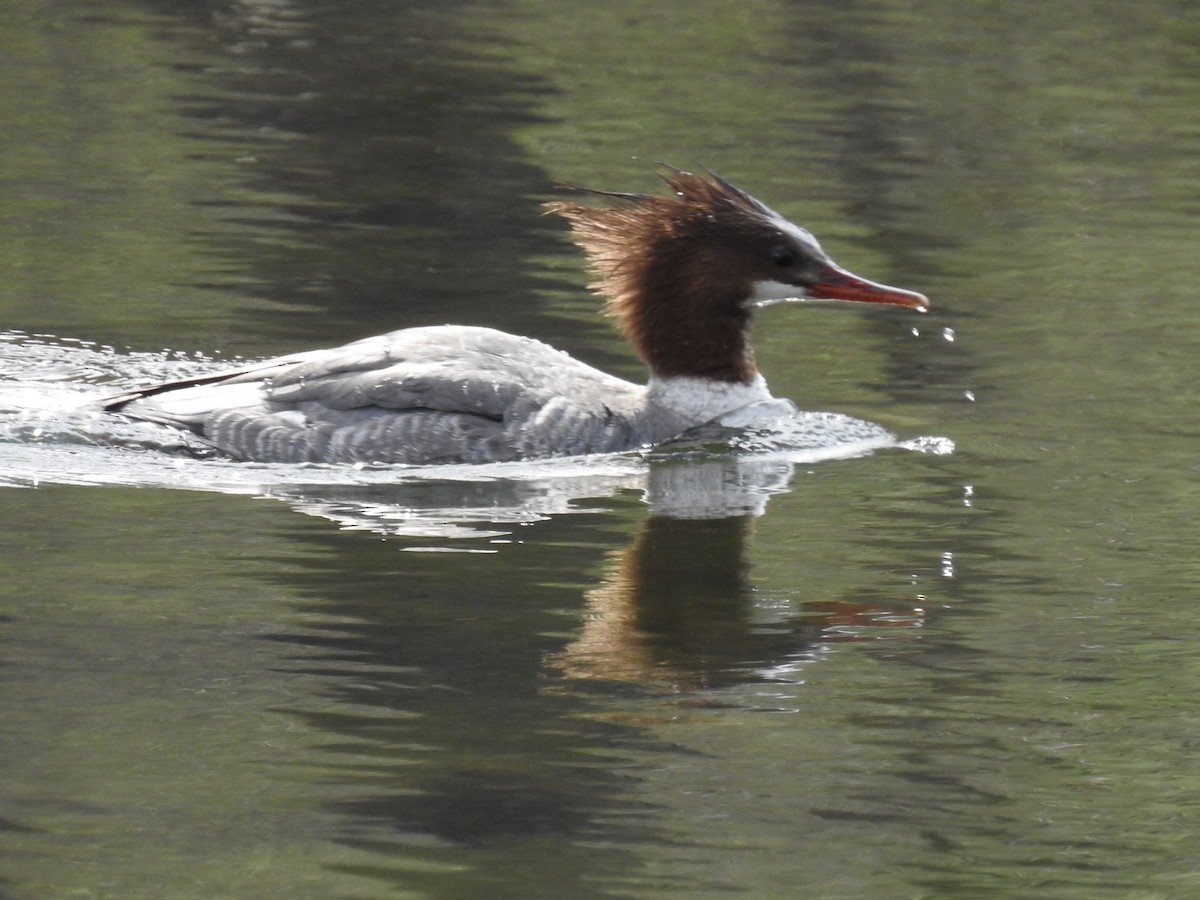 Pennsylvania Bird Atlas Checklist - 14 Apr 2024 - ForEvergreen Nature ...