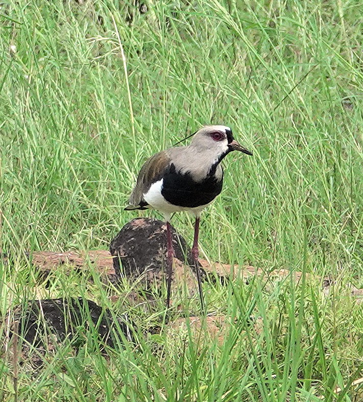 eBird Checklist - 6 Mar 2024 - Estrada do Pau Preto, Ceará, BR (-7.093 ...