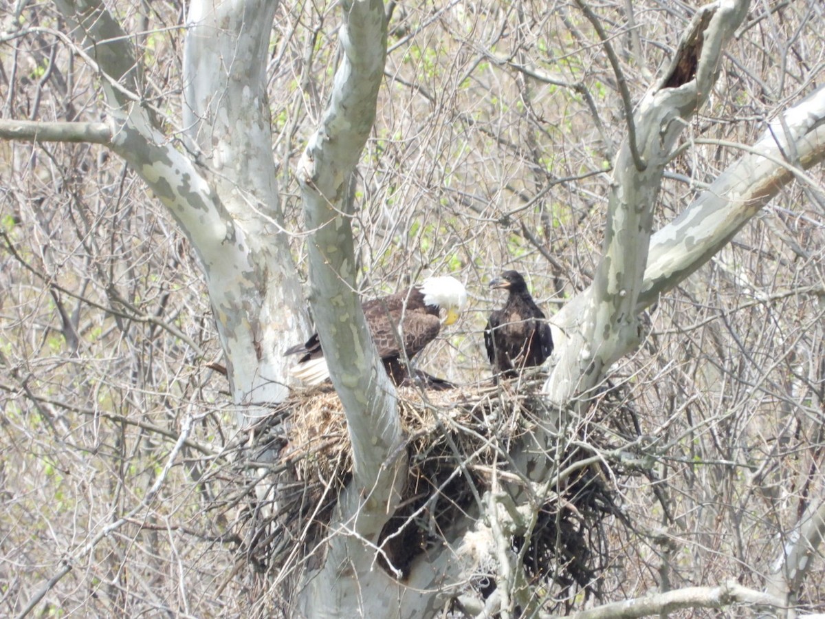 Pennsylvania Bird Atlas Checklist - 14 Apr 2024 - Ebenezer Rd. - 21 species