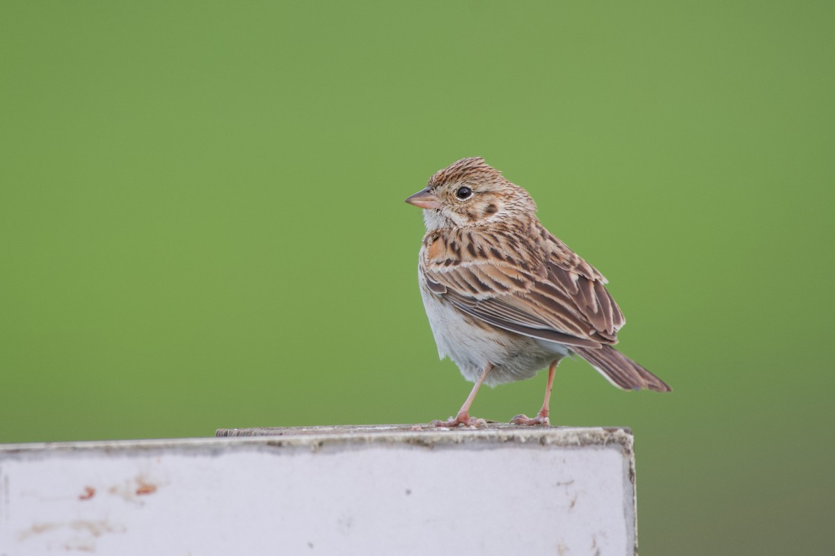 eBird Checklist - 14 Apr 2024 - Ridgefield NWR--River 'S' Unit - 44 species