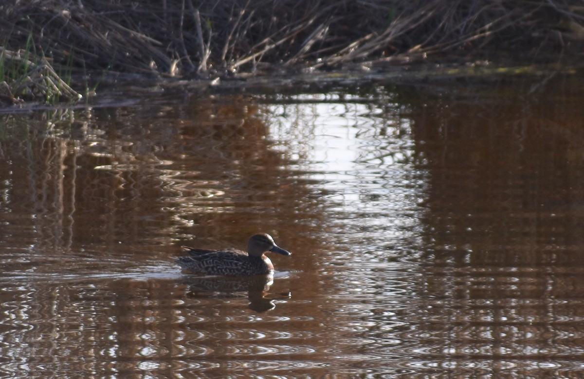 Pennsylvania Bird Atlas Checklist - 14 Apr 2024 - Dixon Meadow Preserve - 26 species