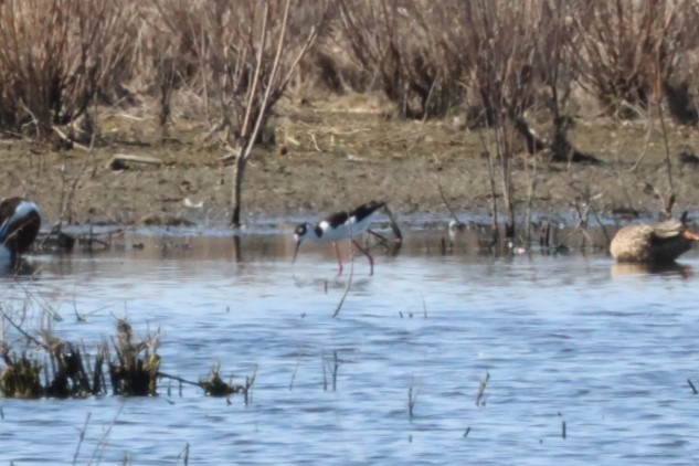eBird Checklist - 14 Apr 2024 - Spring Lake SFWA - 43 species