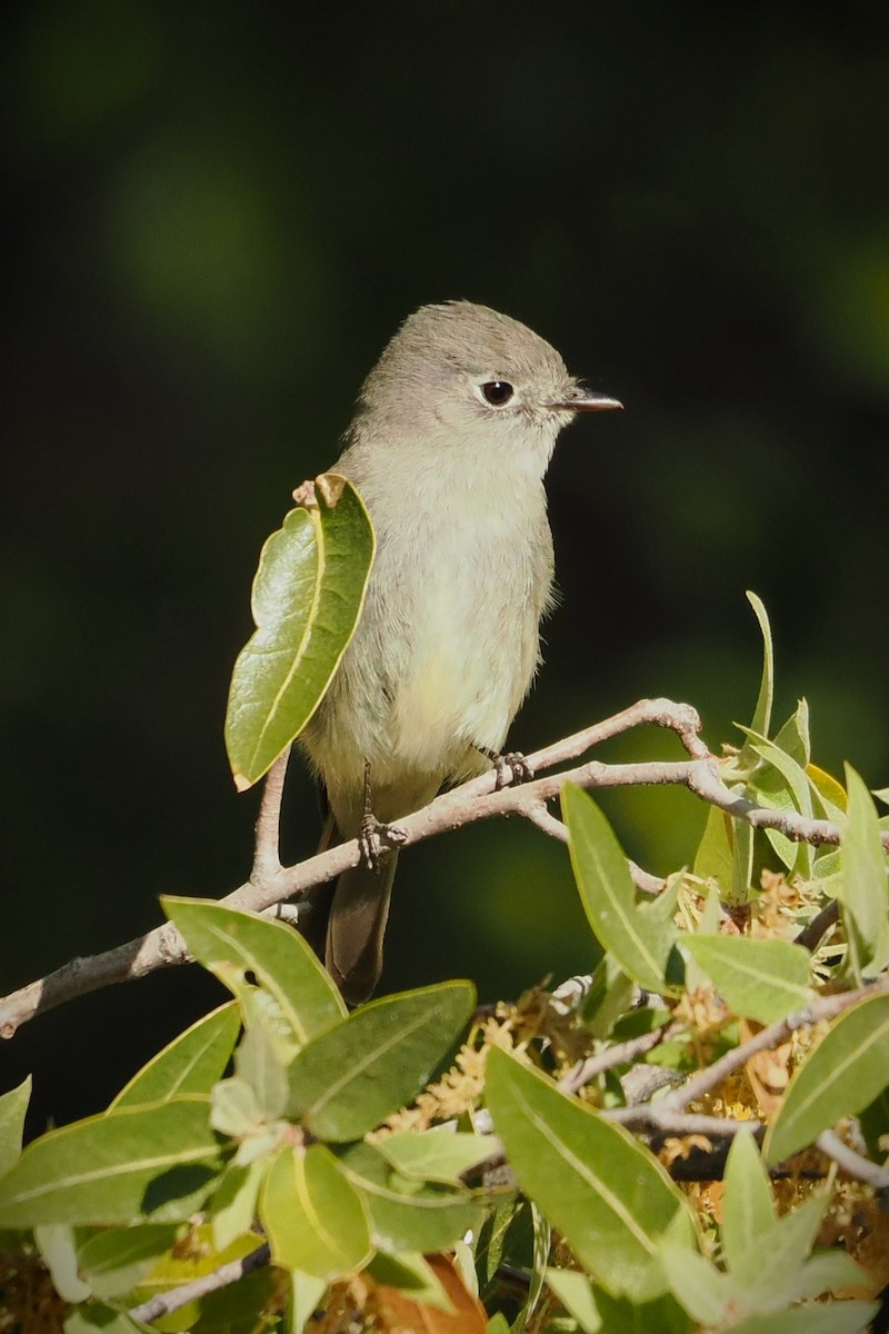 eBird Checklist - 14 Apr 2024 - Battiste's Bird Garden - 49 species