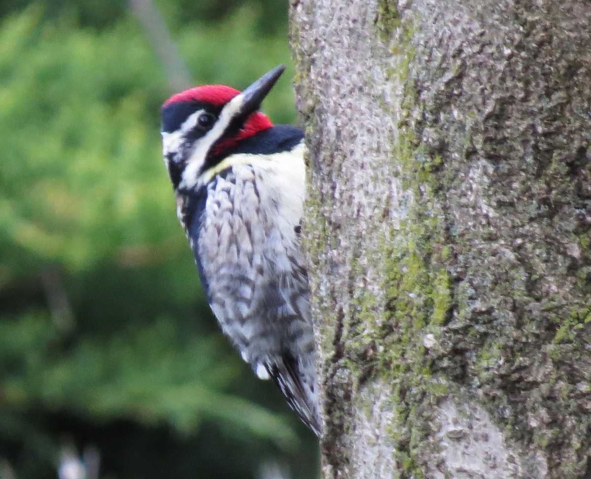 New York Breeding Bird Atlas Checklist - 14 Apr 2024 - Buffalo - Inner ...